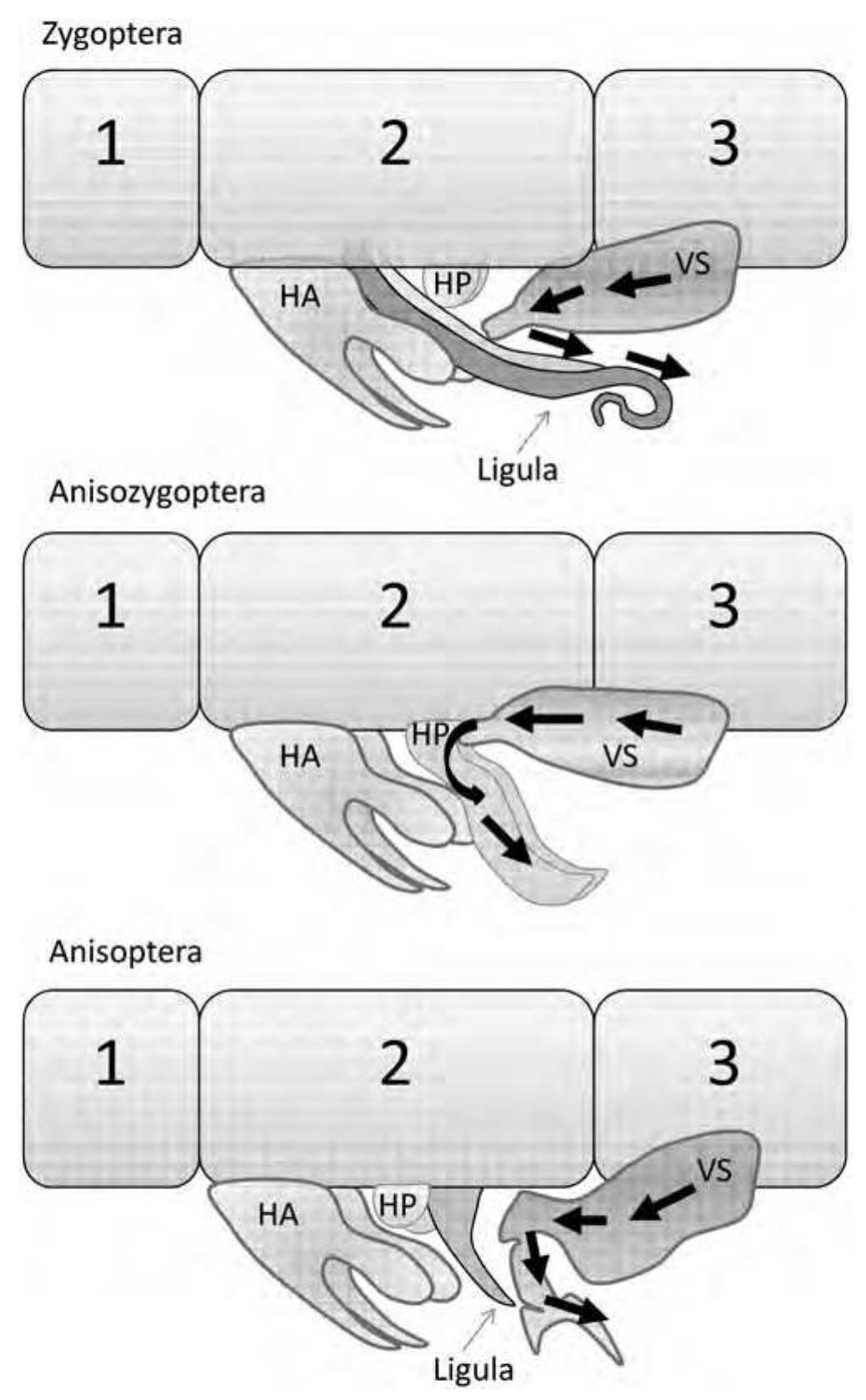 Figure 2 - from Selective forces propelling genitalic