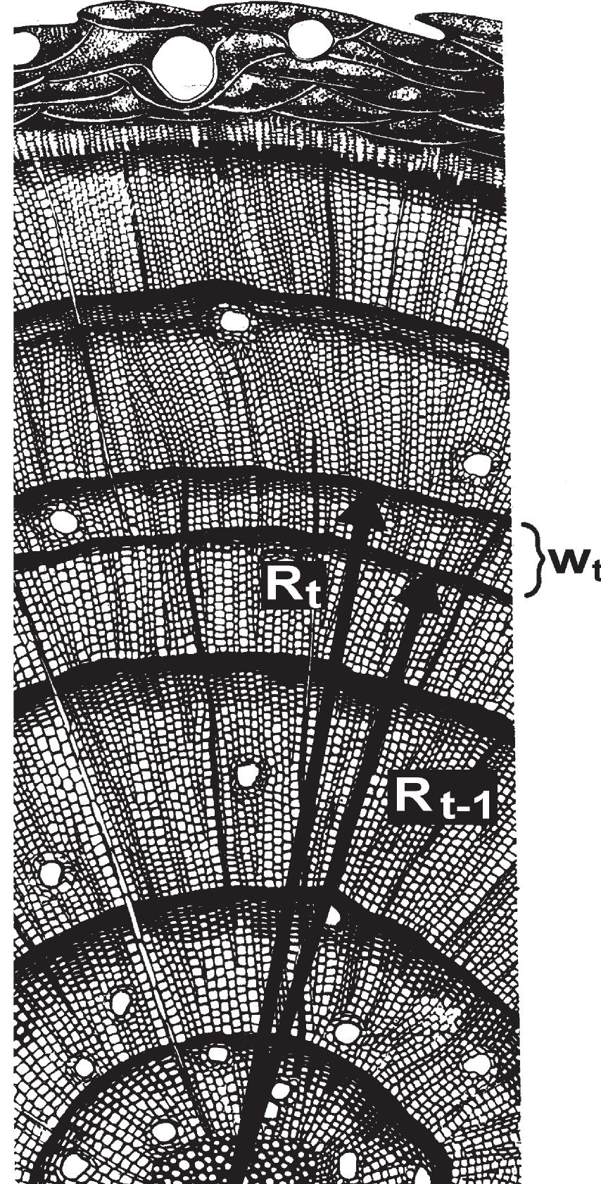 Schematic representation of a conifer cross section,