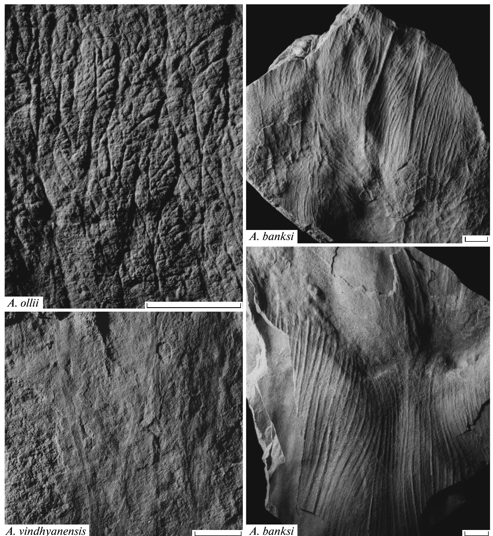 Arumberia-type structures in the zigan formation of the