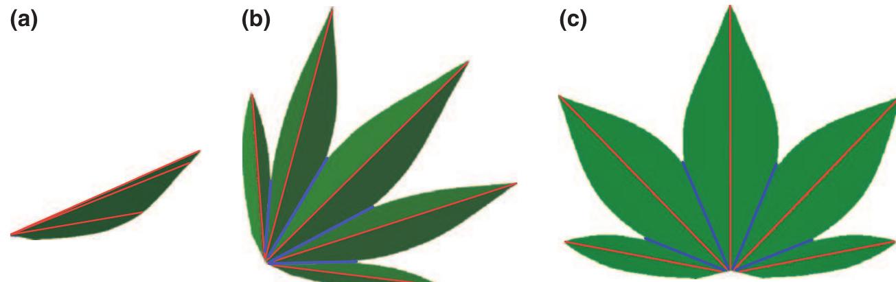 Computer model of a folded (a), partially unfolded (b), and
