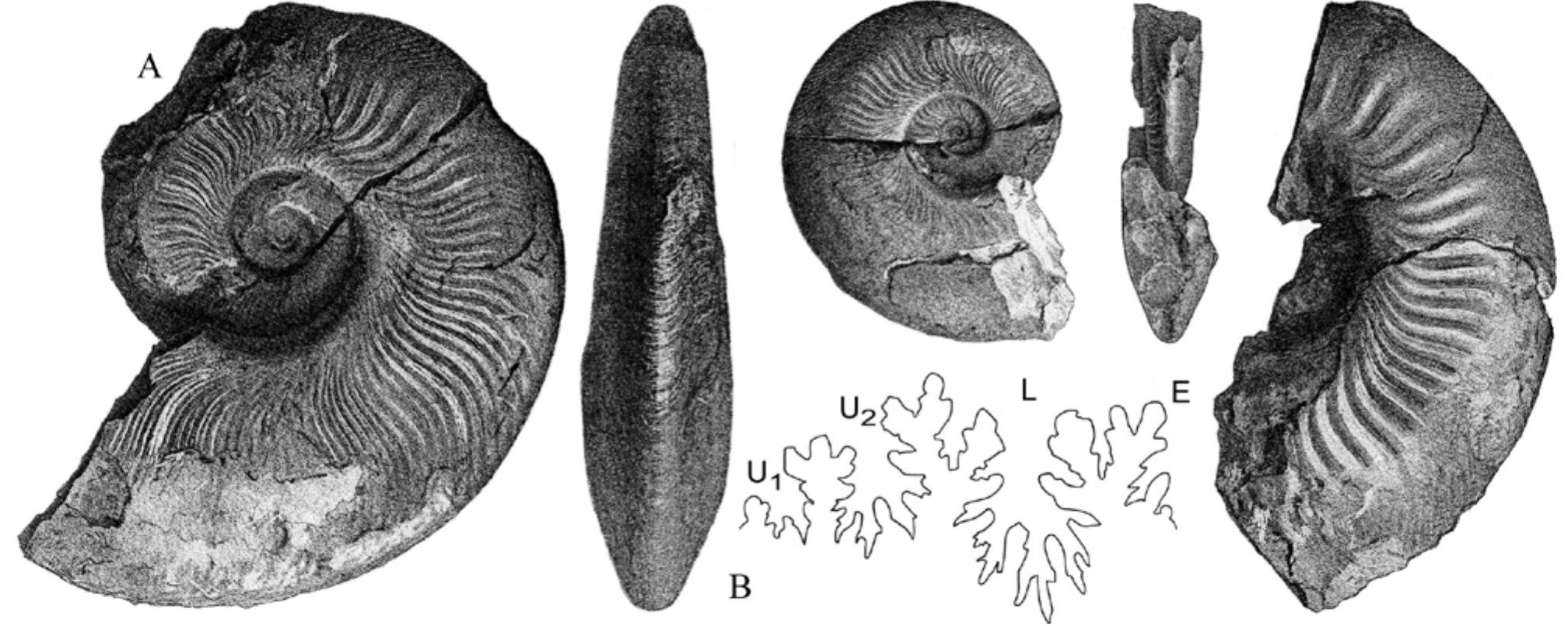 A. galaticeras harpoceroides in lateral, ventral and frontal