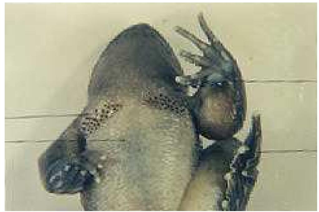 Secondary sexual characters of the male frog during breed-