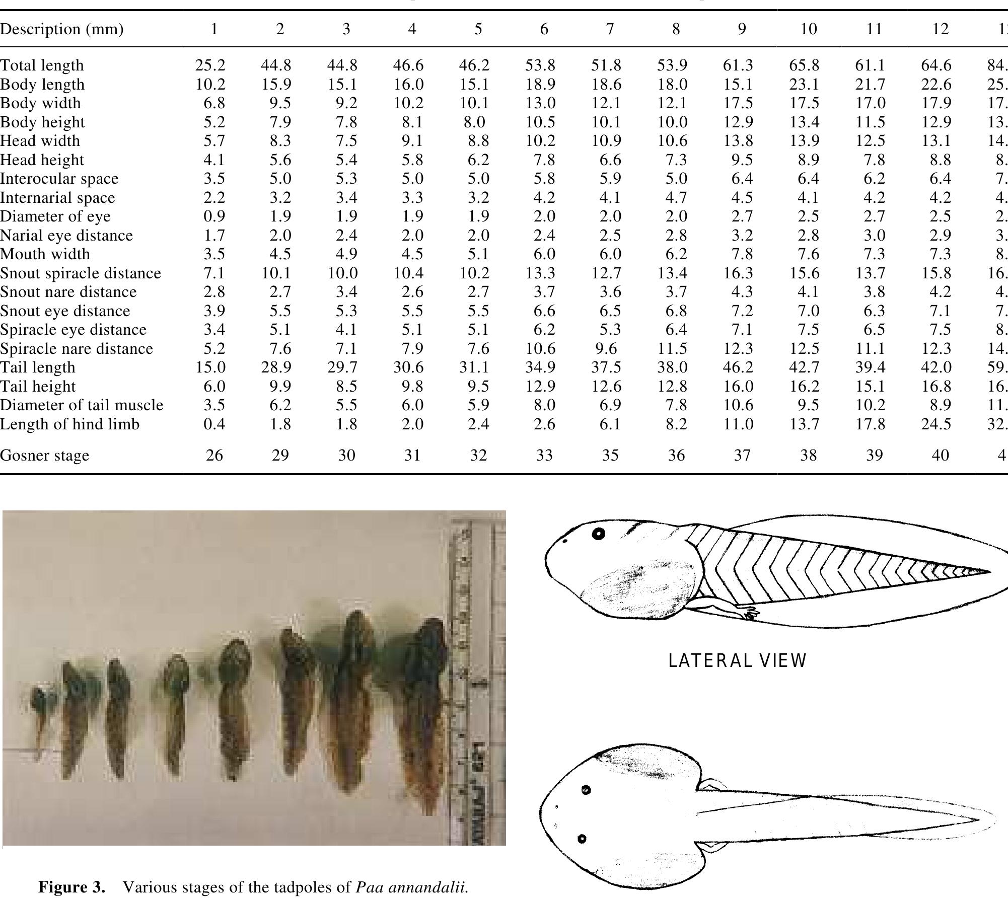 Morphometric features of paa annandalii tadpoles