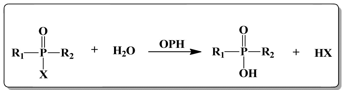 Mechanism for the hydrolysis of op compounds by oph. a
