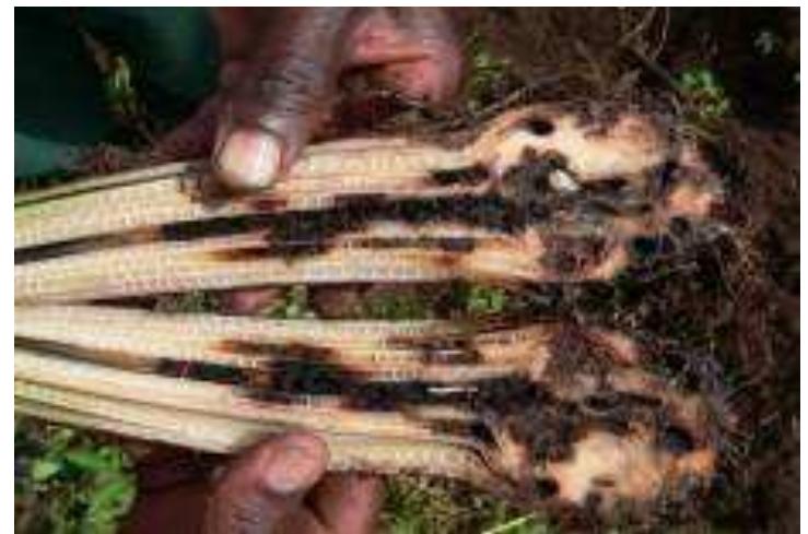 2: adult banana weevils fig 1.1: larvae of banana weevil in