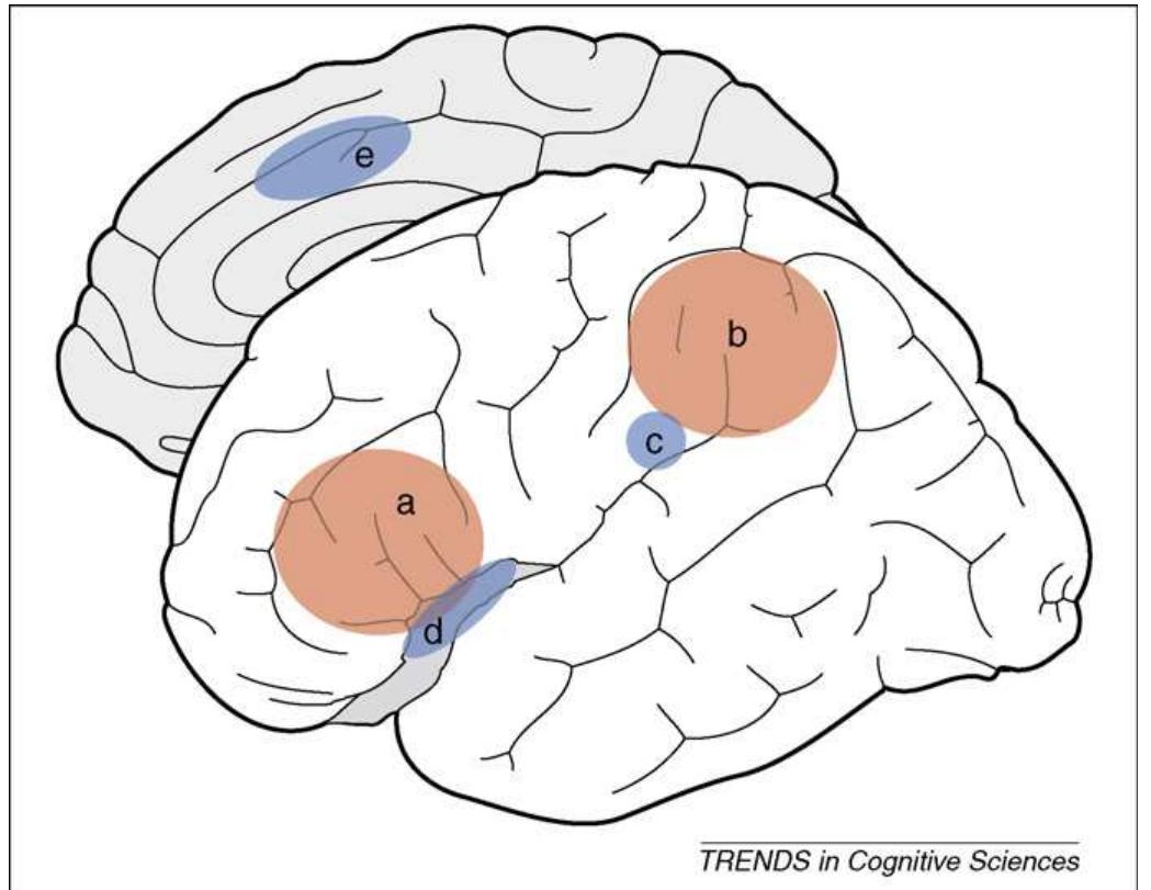 Mirror regions of the human brain. the core of the mirror