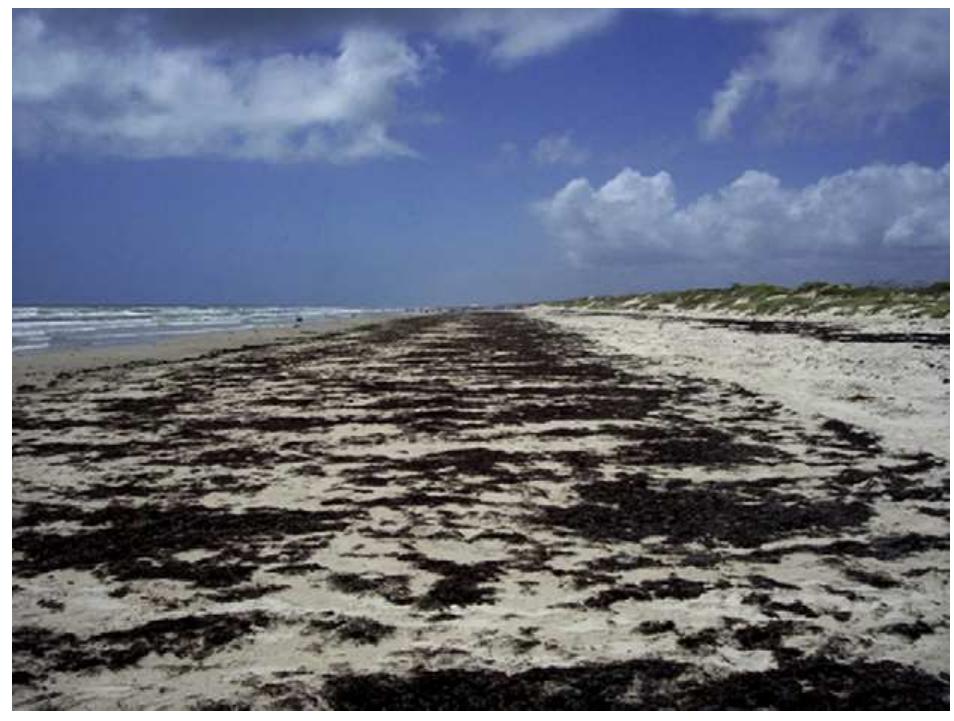 Algal beach wrack at padre island national seashore, texas