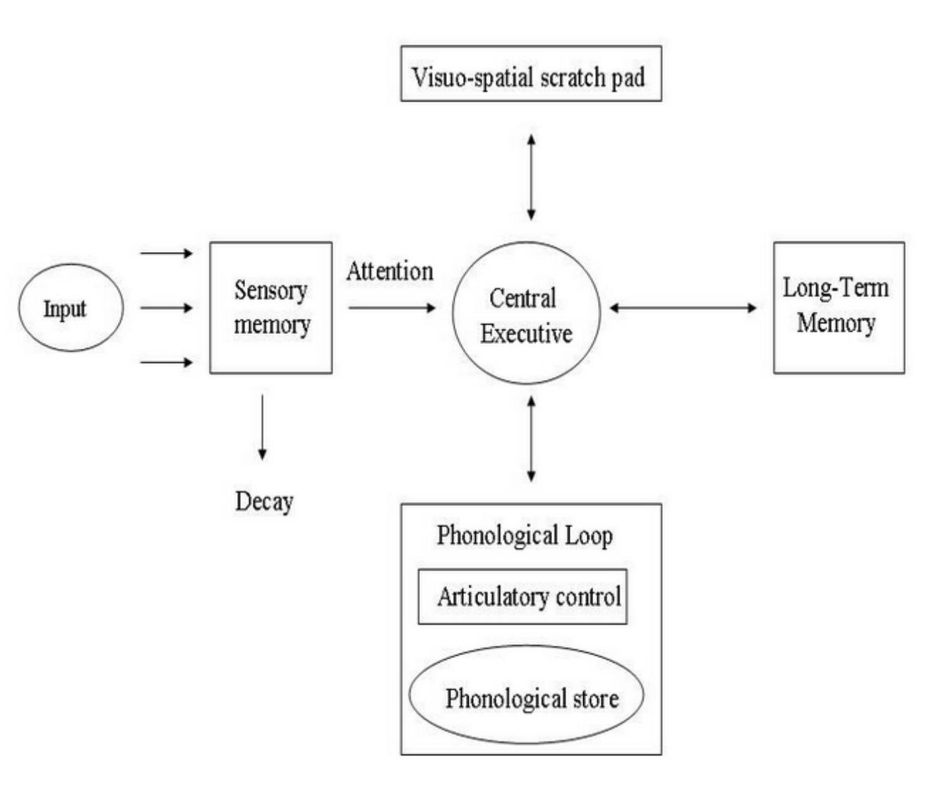 Baddeley and hitch's (1974) model of working memory and its