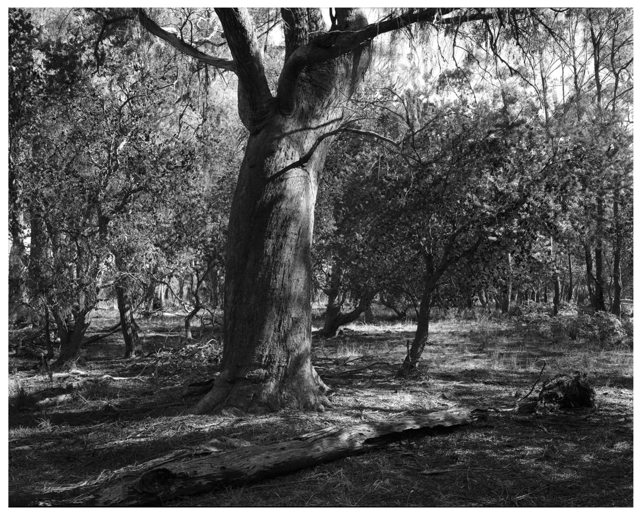 Ricky maynard, traitor, 2005. courtesy of the artist,