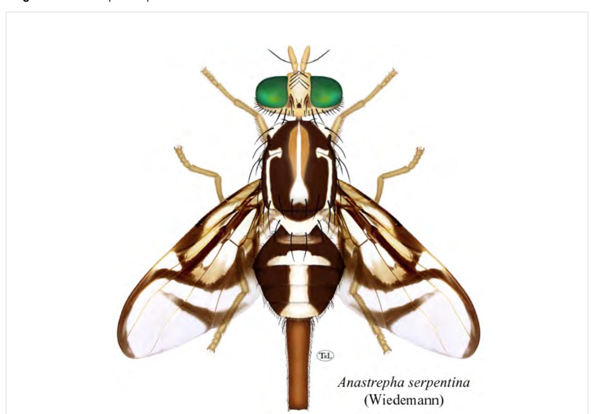Image courtesy of carroll et al., pest fruit flies of the