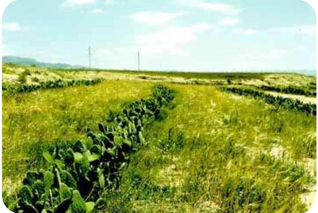 Example of alley-cropping technique using opuntia ficus