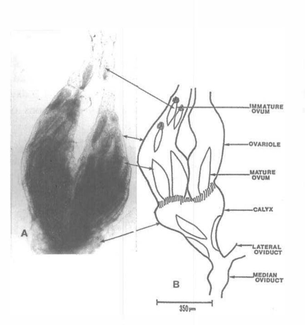 Light micrograph (a) and diagram (b) of the left ovary of