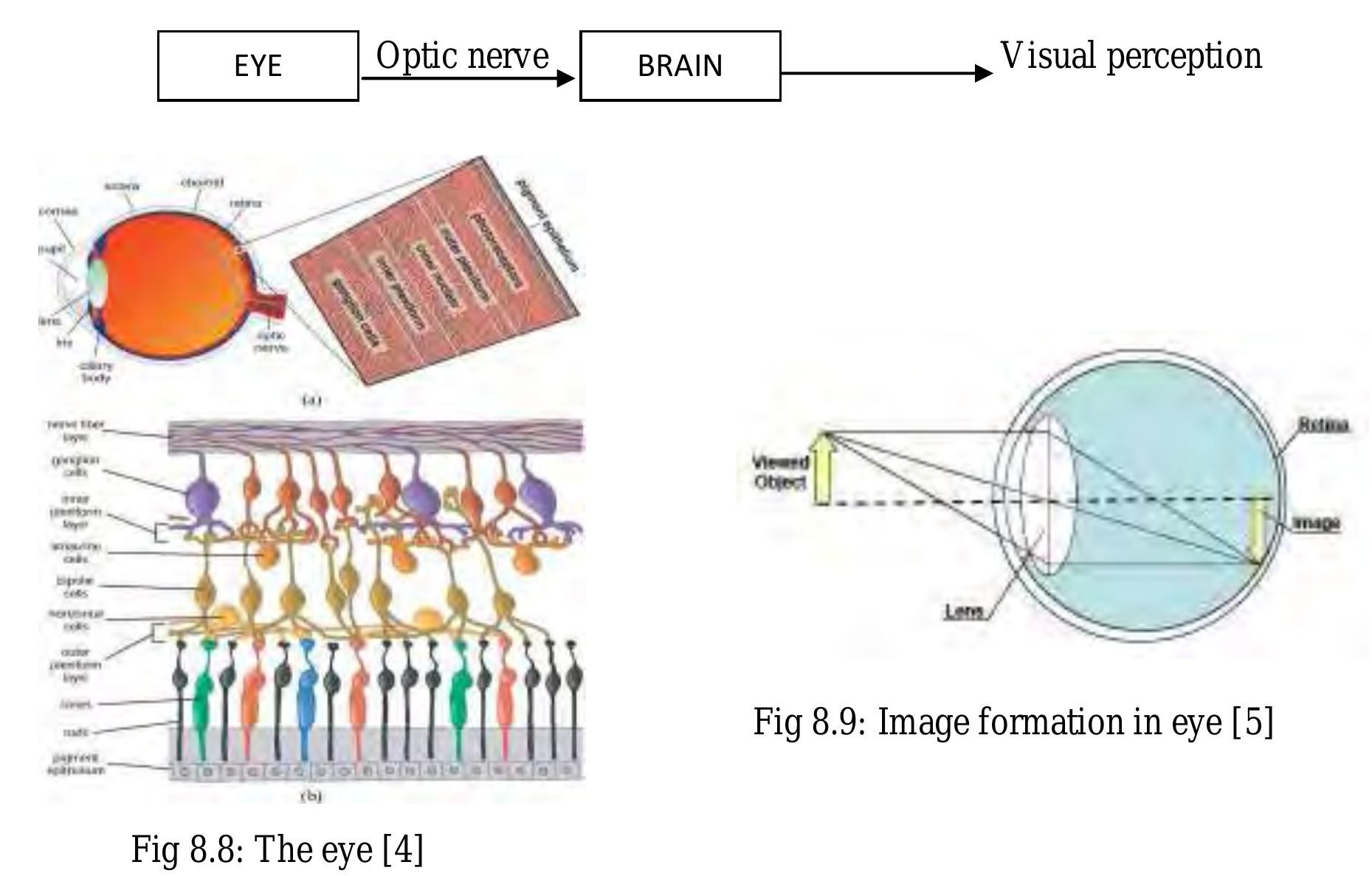 1.1 eye as a visual system: the human visual system consists