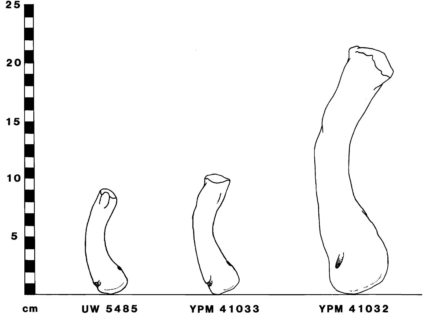 Fic. 24. partial ontogenetic series of left humerus of