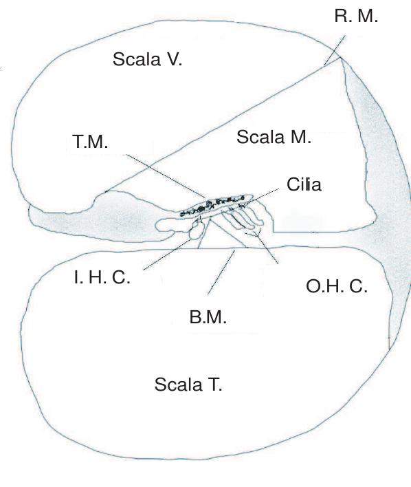 3: a cross-section of one cochlear canal, redrawn from