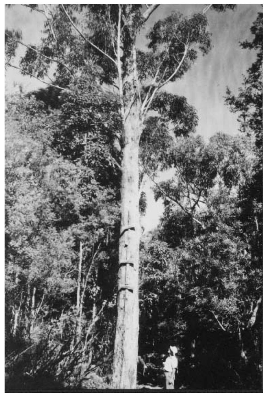 Old fire lookout (blackbutt tree), fraser island (photo