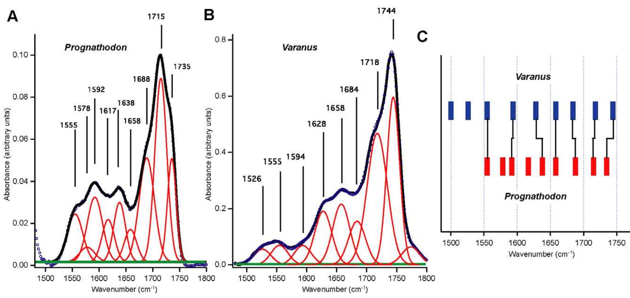 Peak fit analysis of mosasaur and monitor lizard ir spectra.