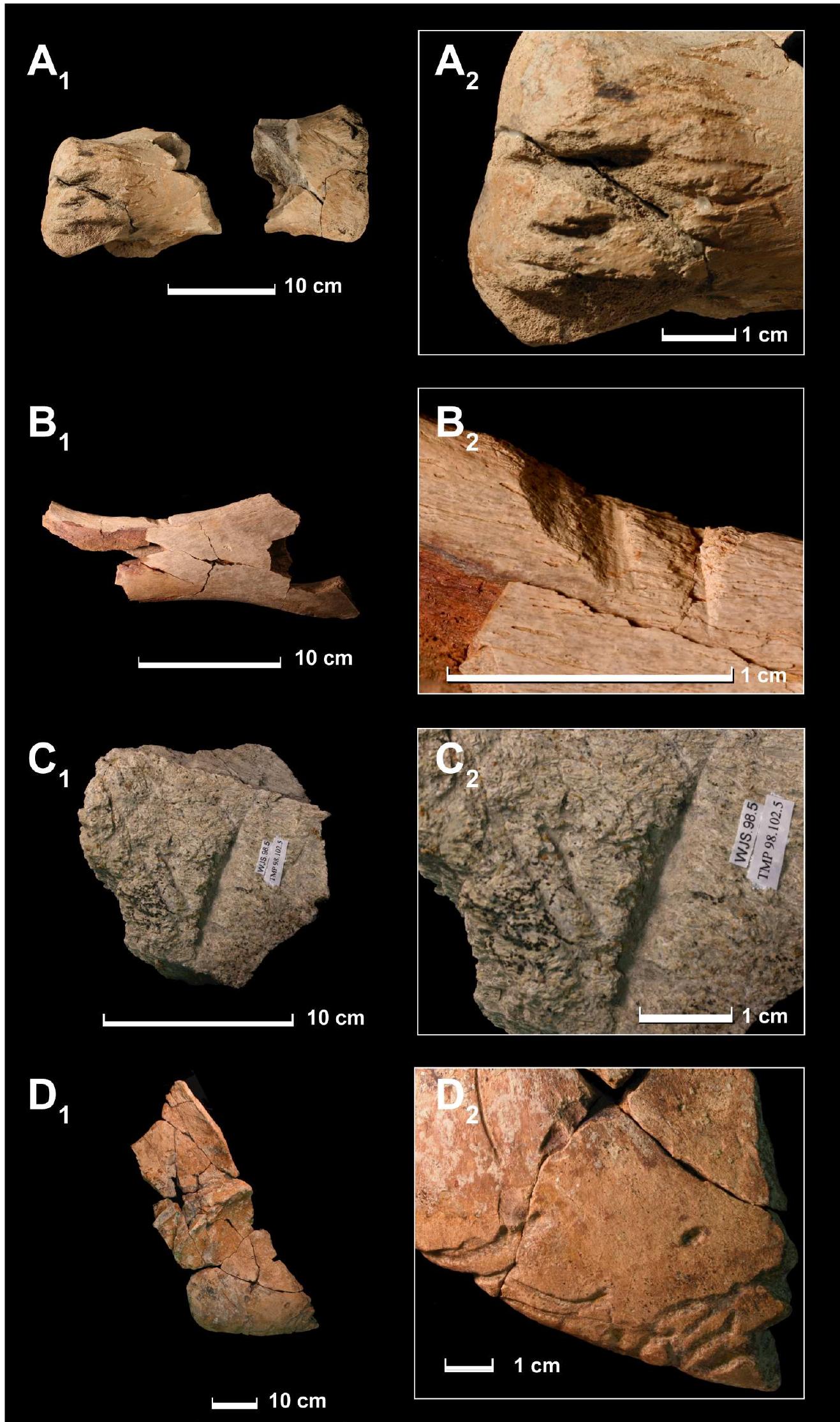Tooth marks made by jyrannosaurus rex. a, hadrosaurid