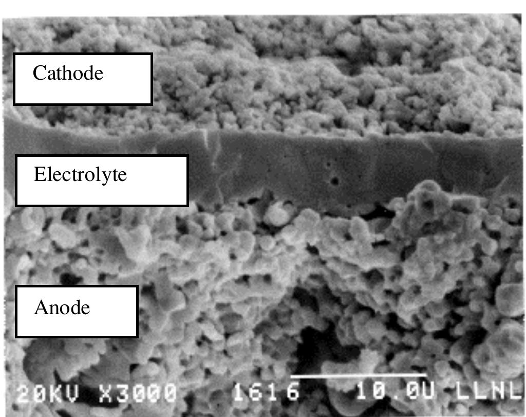 sem cross-section view of an electrolyzer tube heat