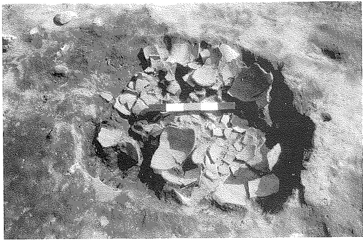 Area d, pit (88/31) from north, half-sectioned showing