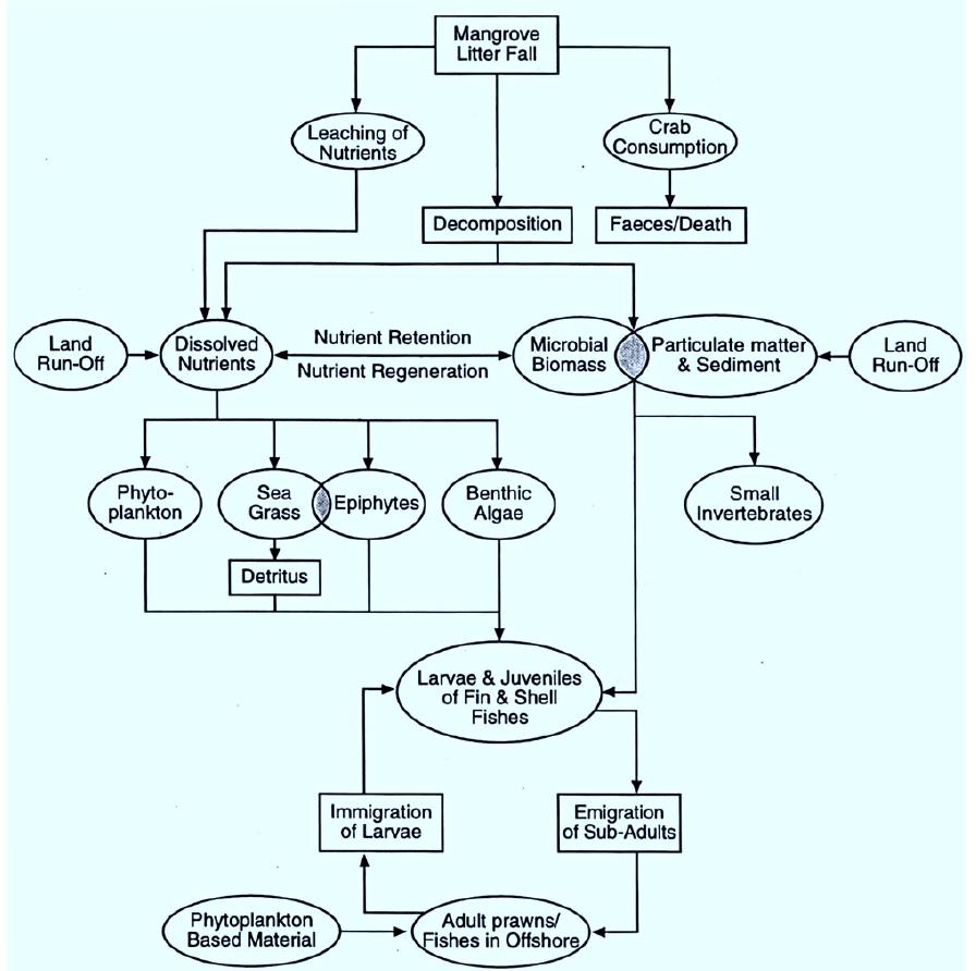 A Stylised Food Web In A Mangrove Ecosystem The Food Web
