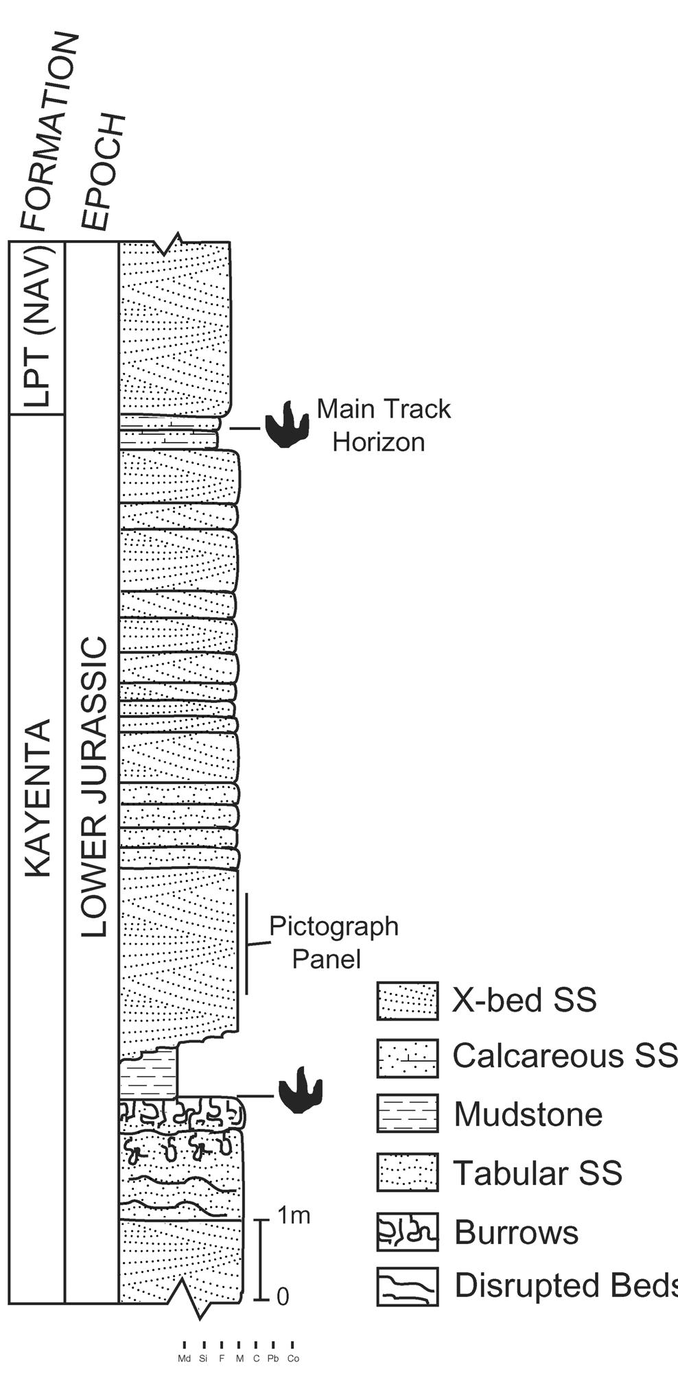 Detail of stratigraphic section showing the location of the