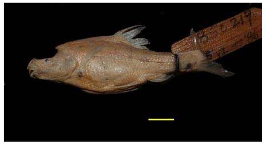 Sinocyclocheilus angularis, paratype, ihb 12209032- 860219,