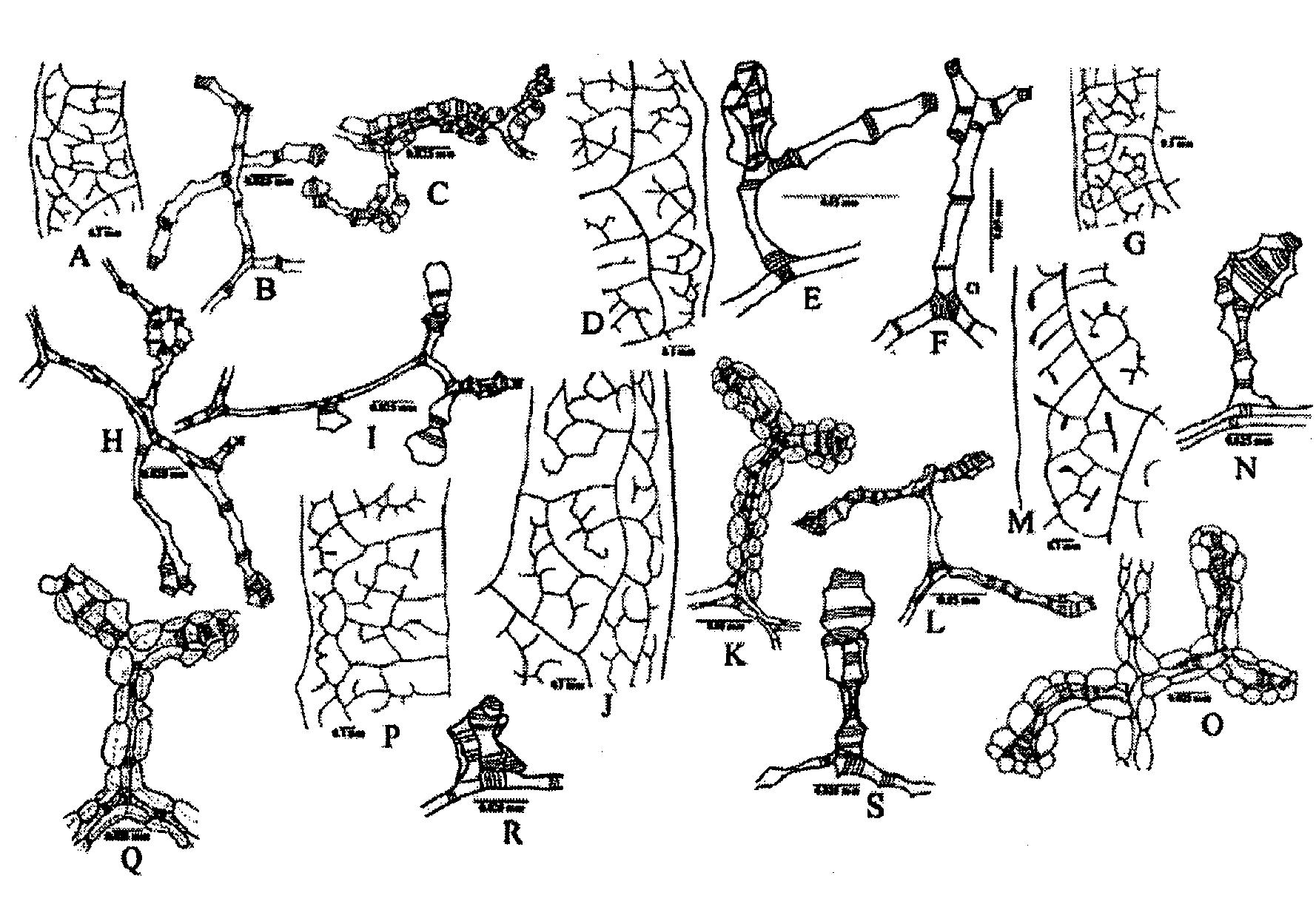 Figure 6 - FOLIAR ANATOMY OF INDIAN MERREMIA DENNST.