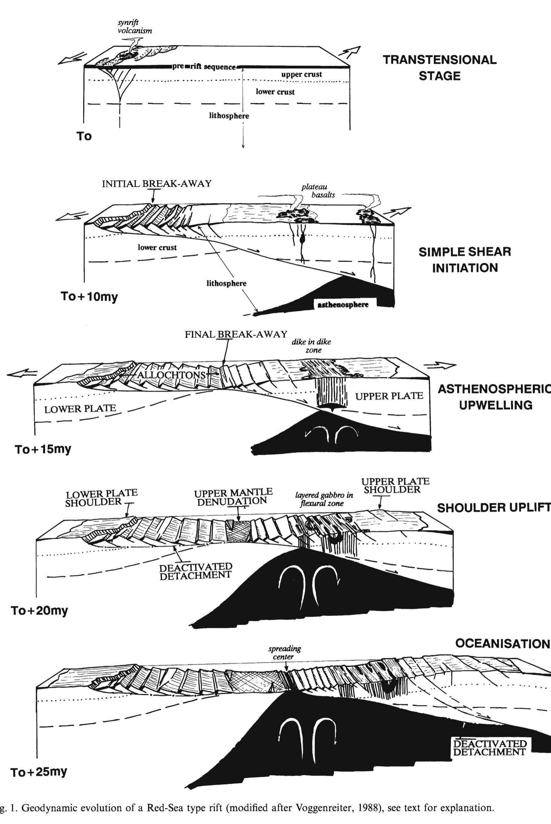 Geodynamic evolution of a red-sea type rift (modified after