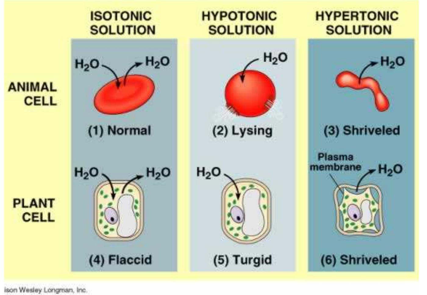 (PDF) Plasmolysis in Elodea Lab