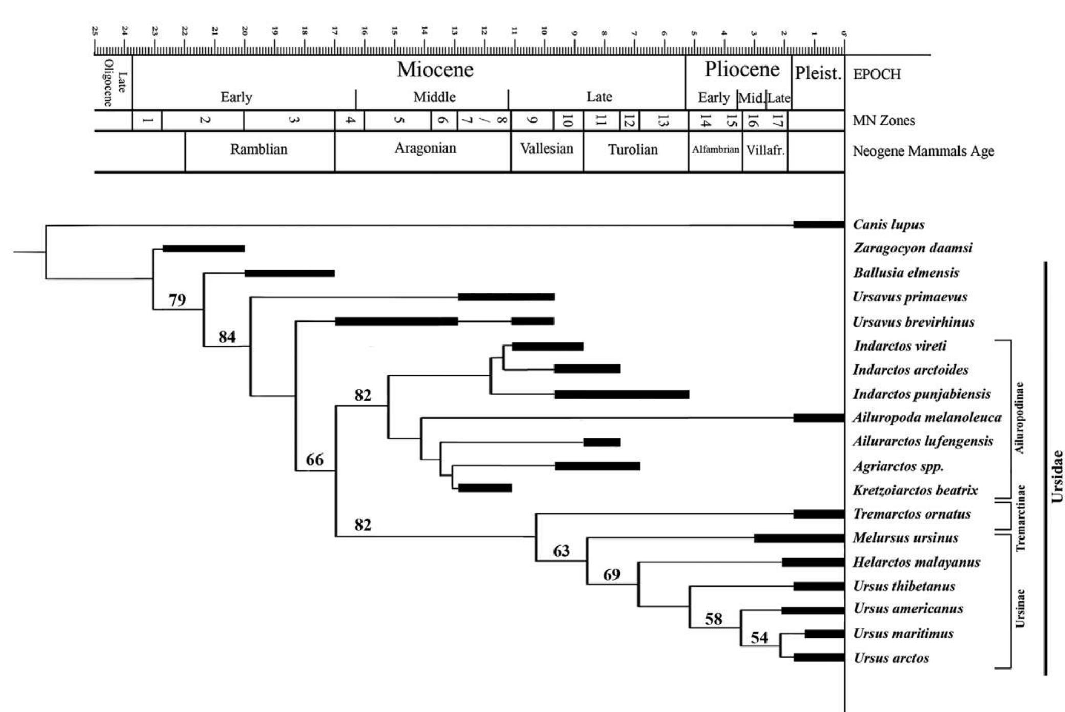 Single most parsimonious cladogram recovered by the