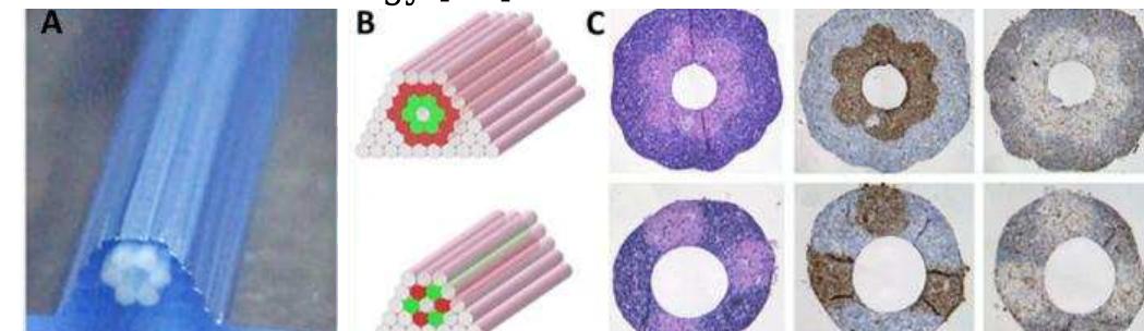 Eam 13 fig. 4: tissue spheroids for blood vessel printing: