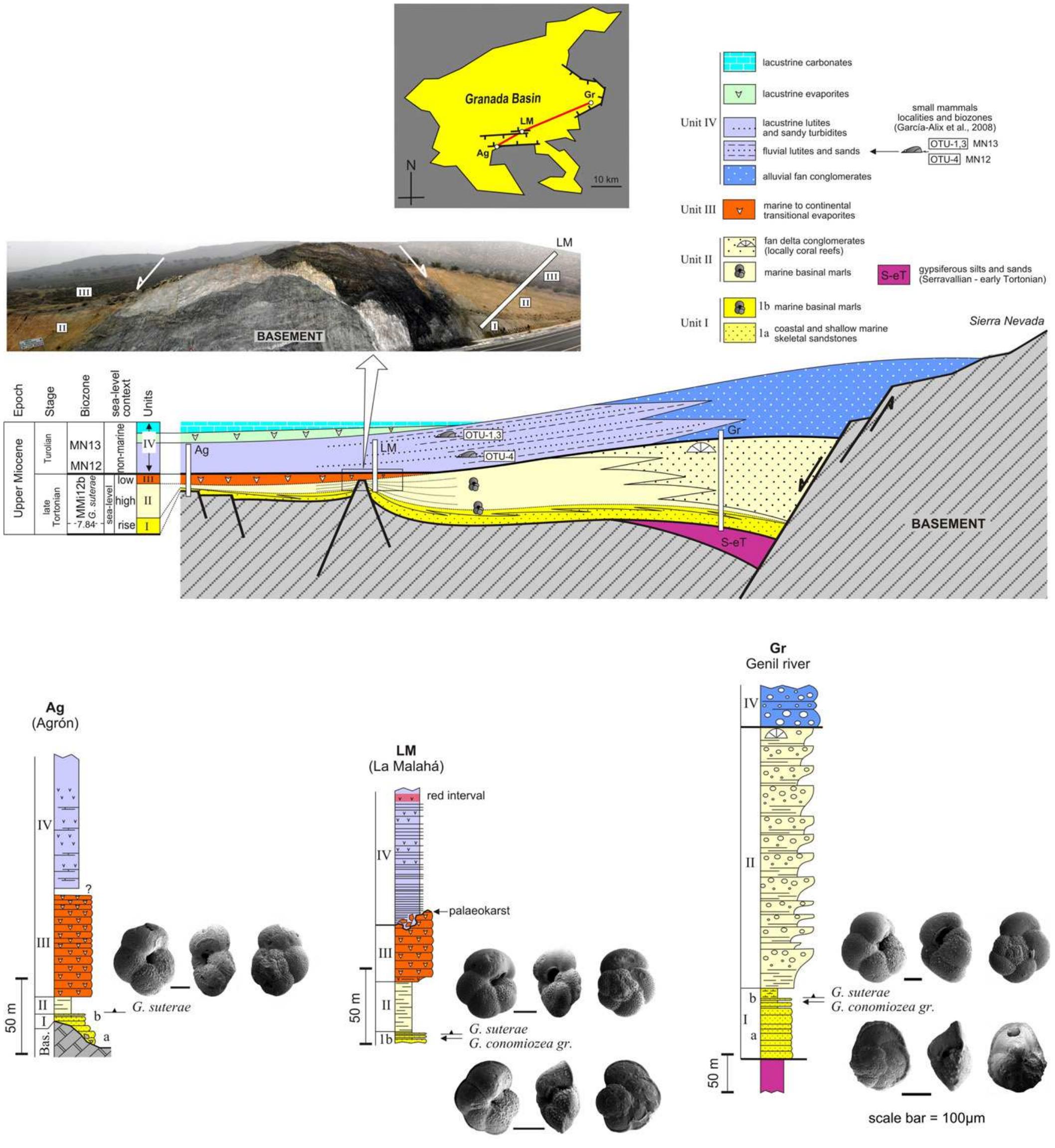 Stratigraphy of the upper miocene units of the granada