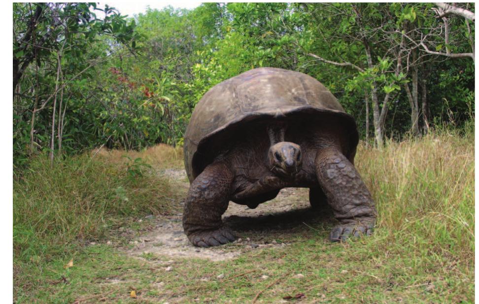 Giant aldabra tortoises (a/ldabrachelys gigantea), intro-
