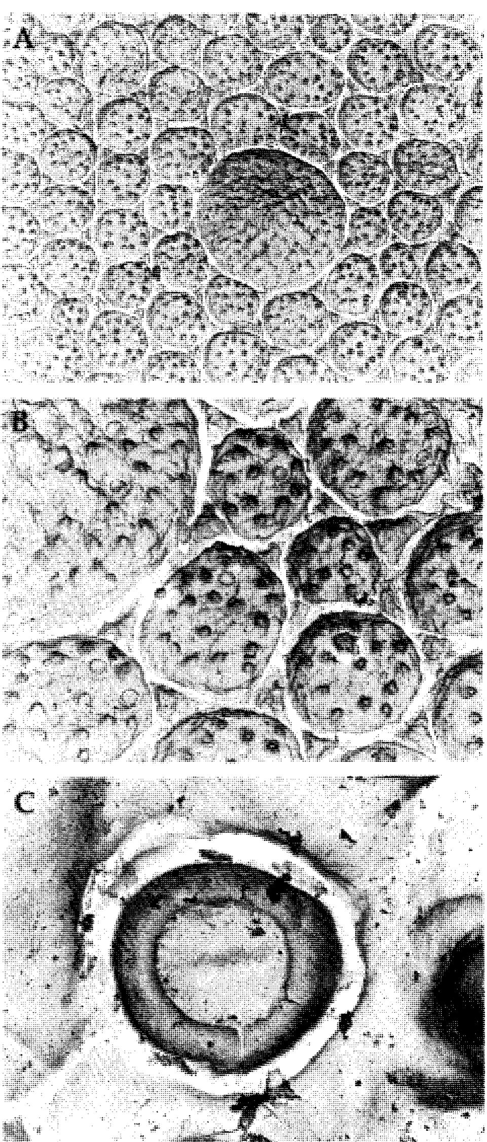 Scanning electron micrograph of the dorsal skin of