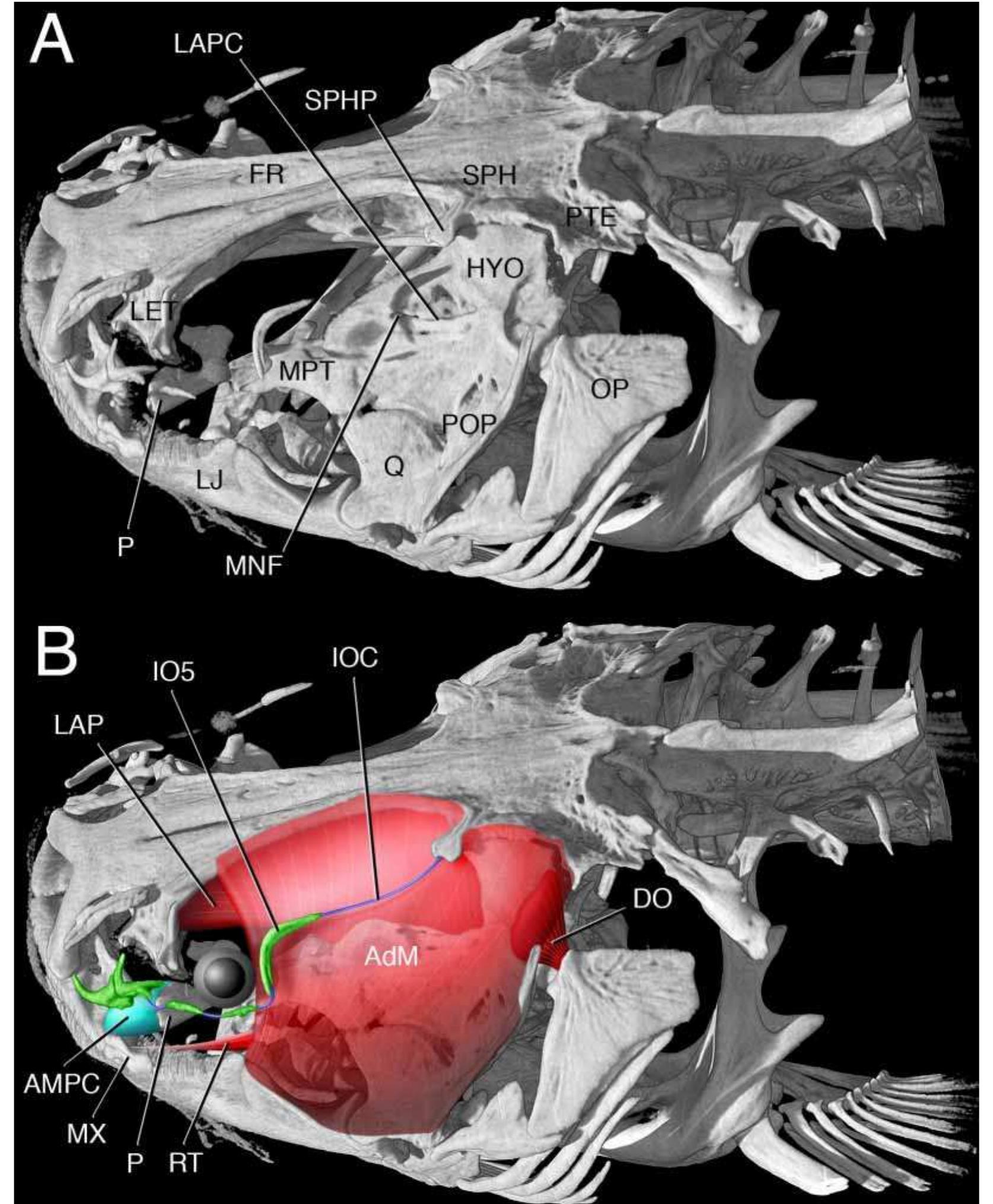 Cranial morphology of l. enigmatica based on hrx ct images