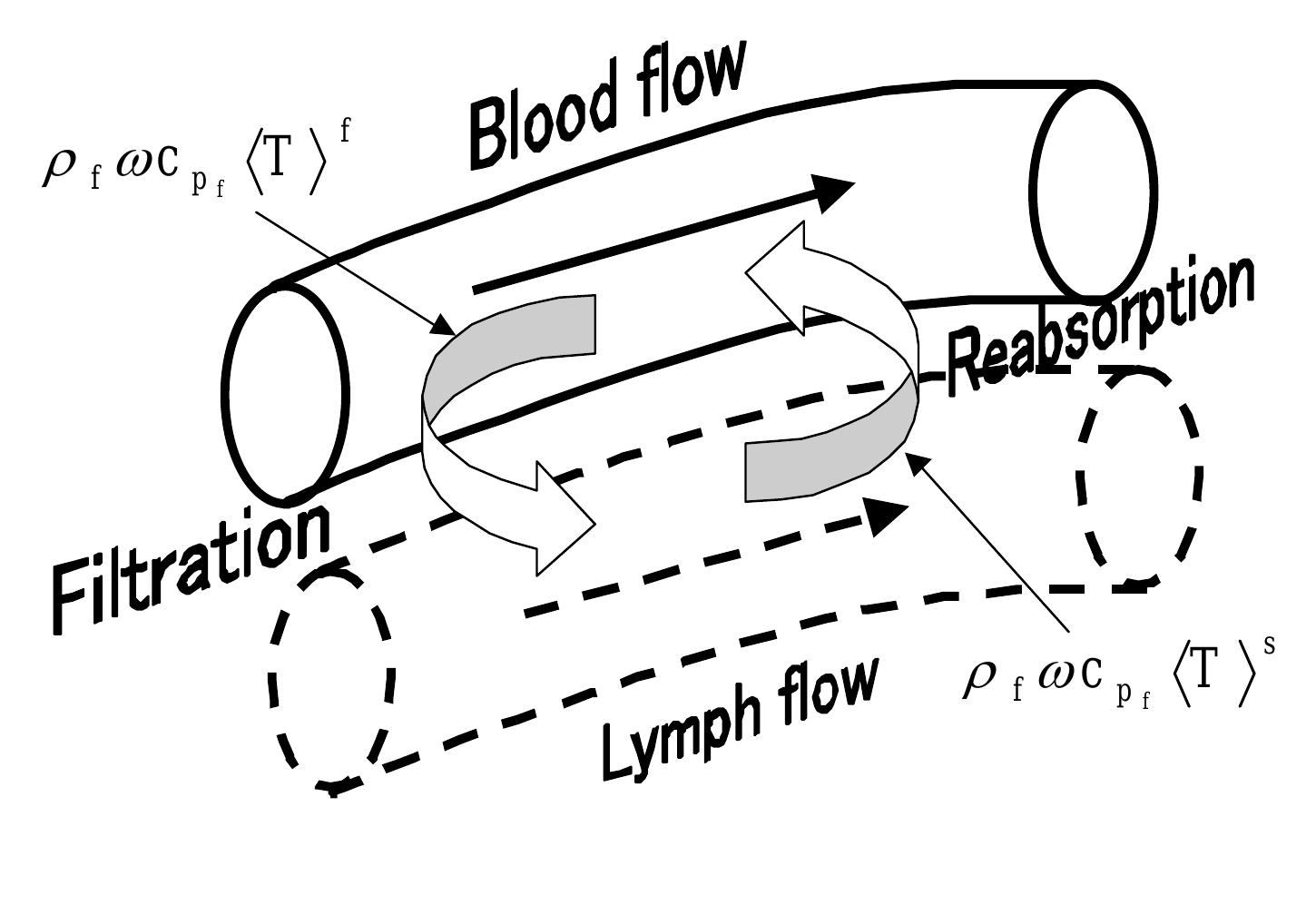 Capillary blood flow and extravascular flow the porosity «is