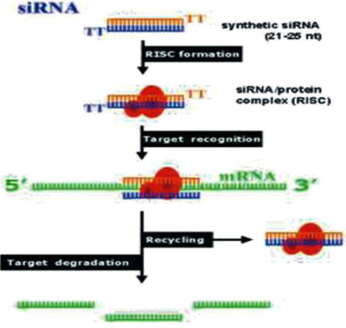 Rnai mechanism: the mrna degrading pathway [45]. this is the