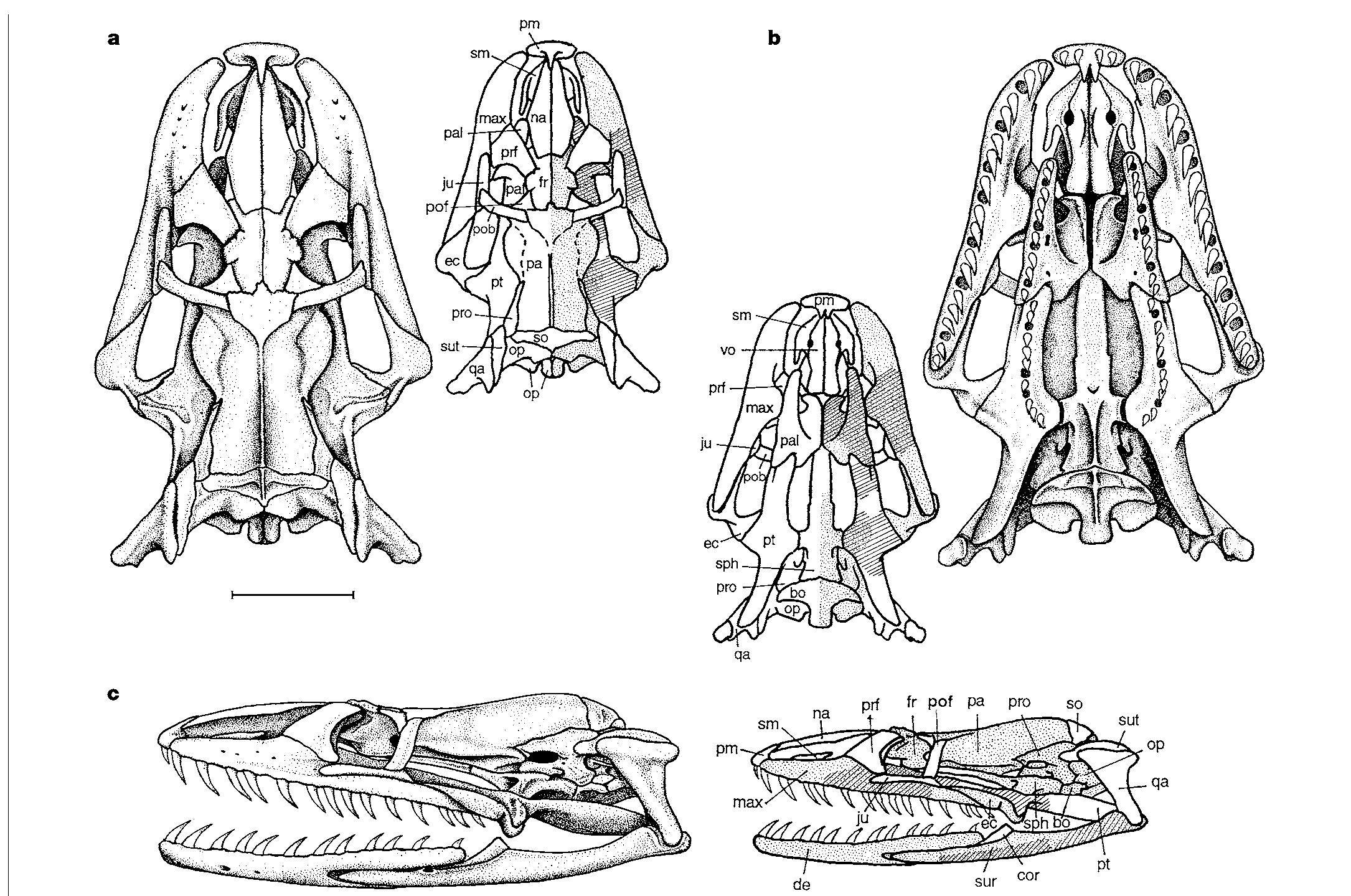 Reconstruction of the skull of wonambi naracoortensis smith,
