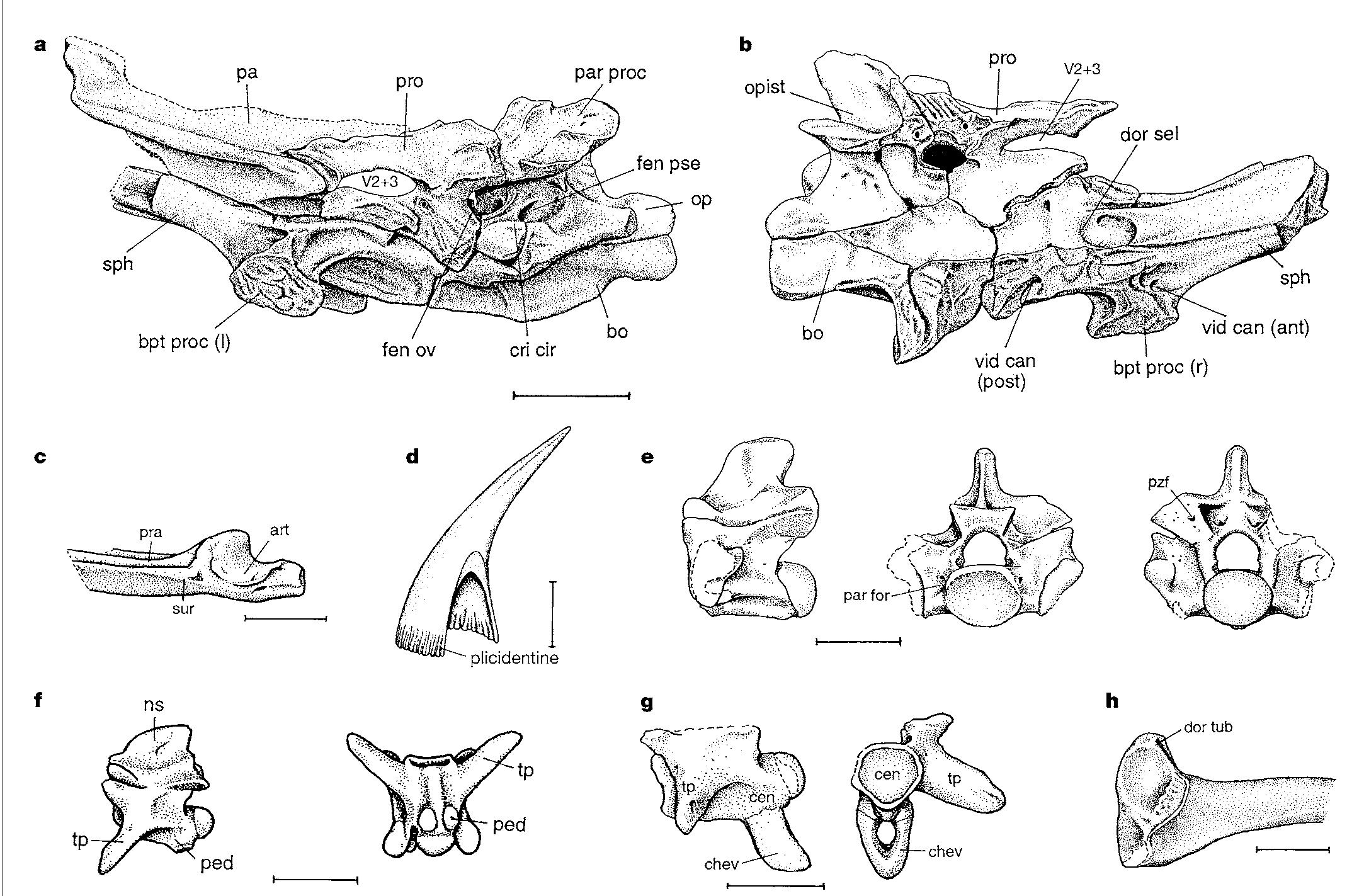 Samp301 78) in lateral and anterior views showing