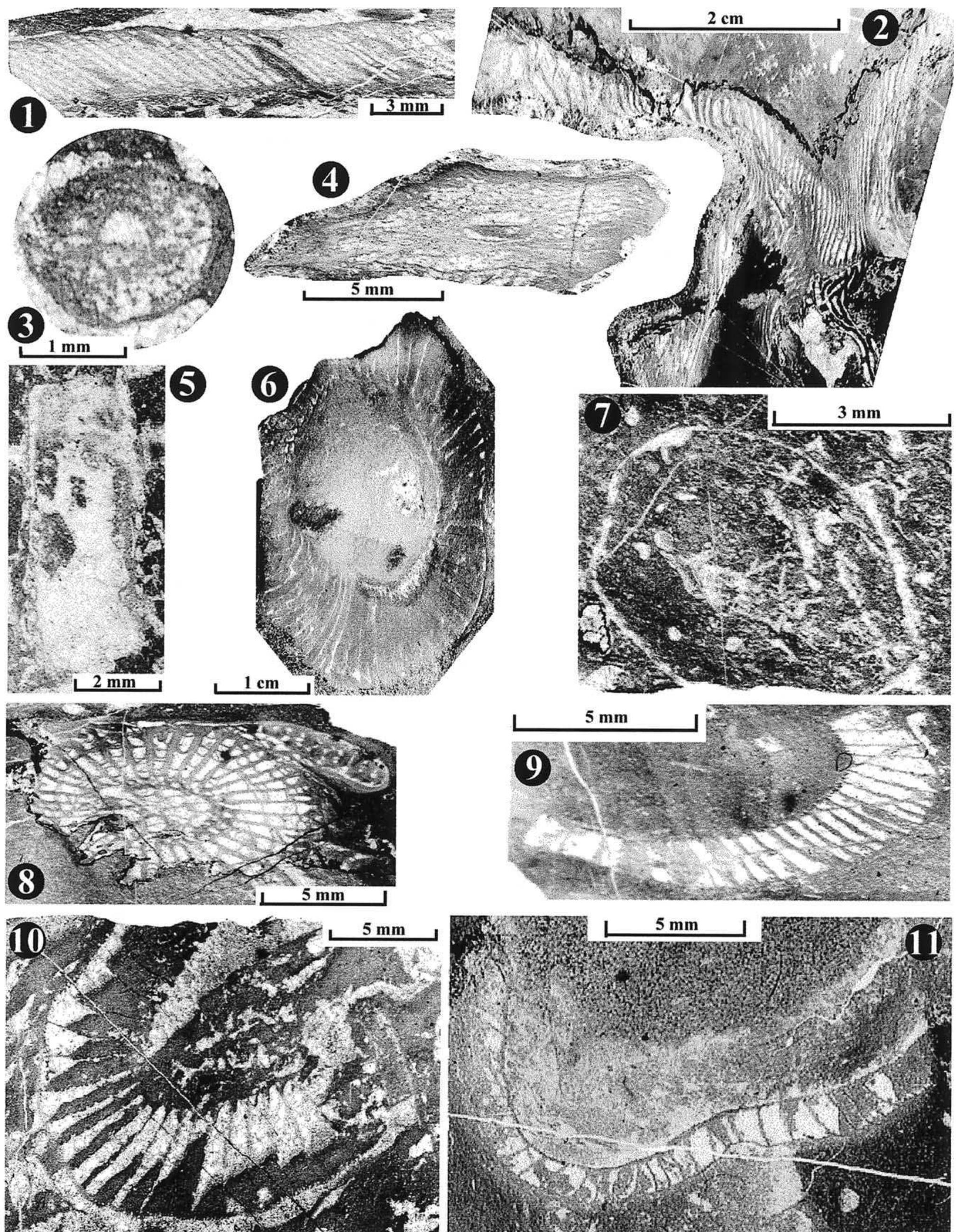 Figure 3 - Small shelly fossils from the Lower Cambrian