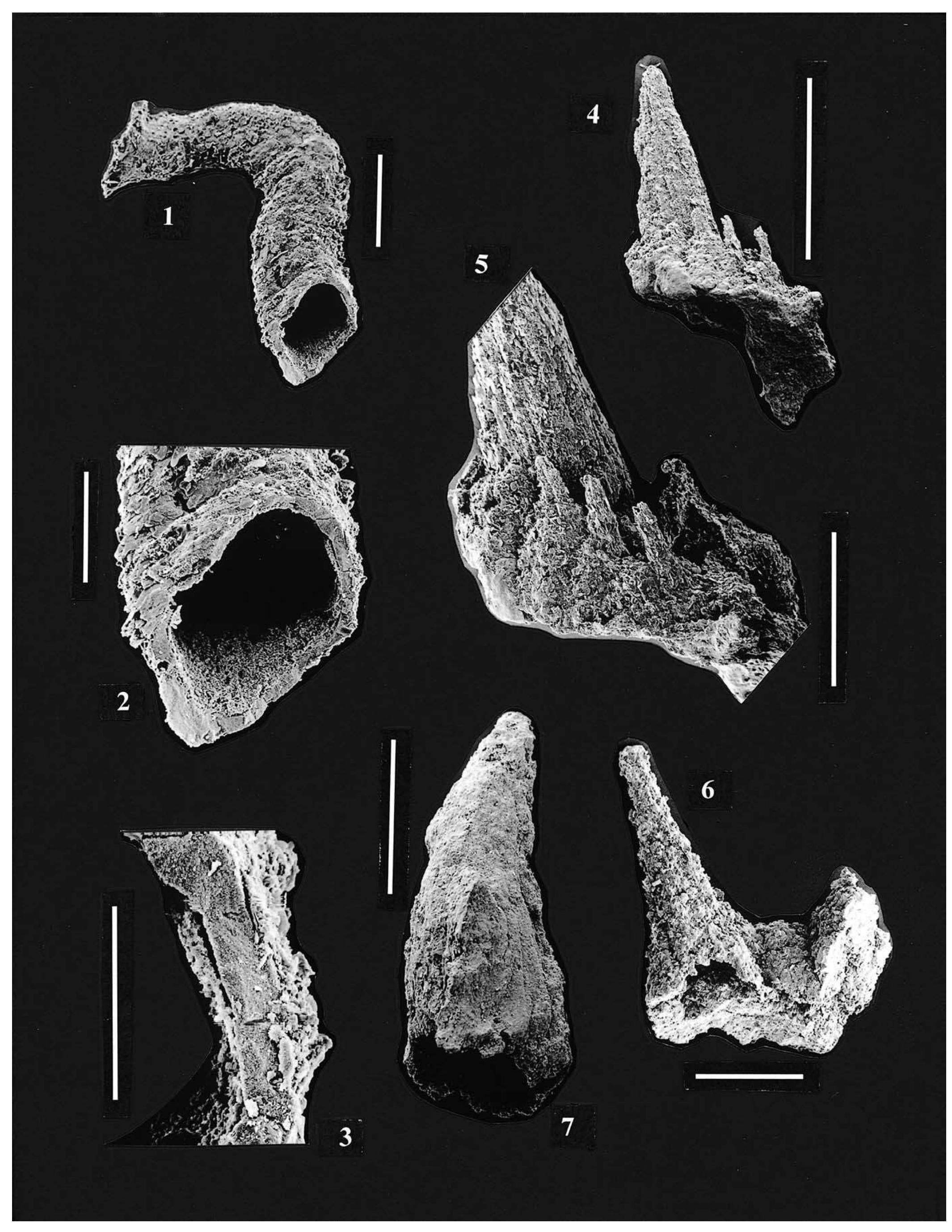 Figure 5 - Small shelly fossils from the Lower Cambrian