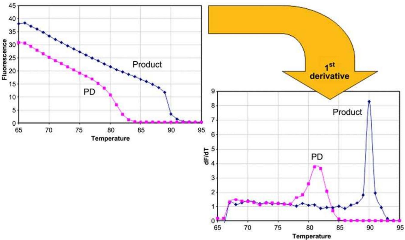 Melting curve analysis. dye fluorescence drops rapidly when