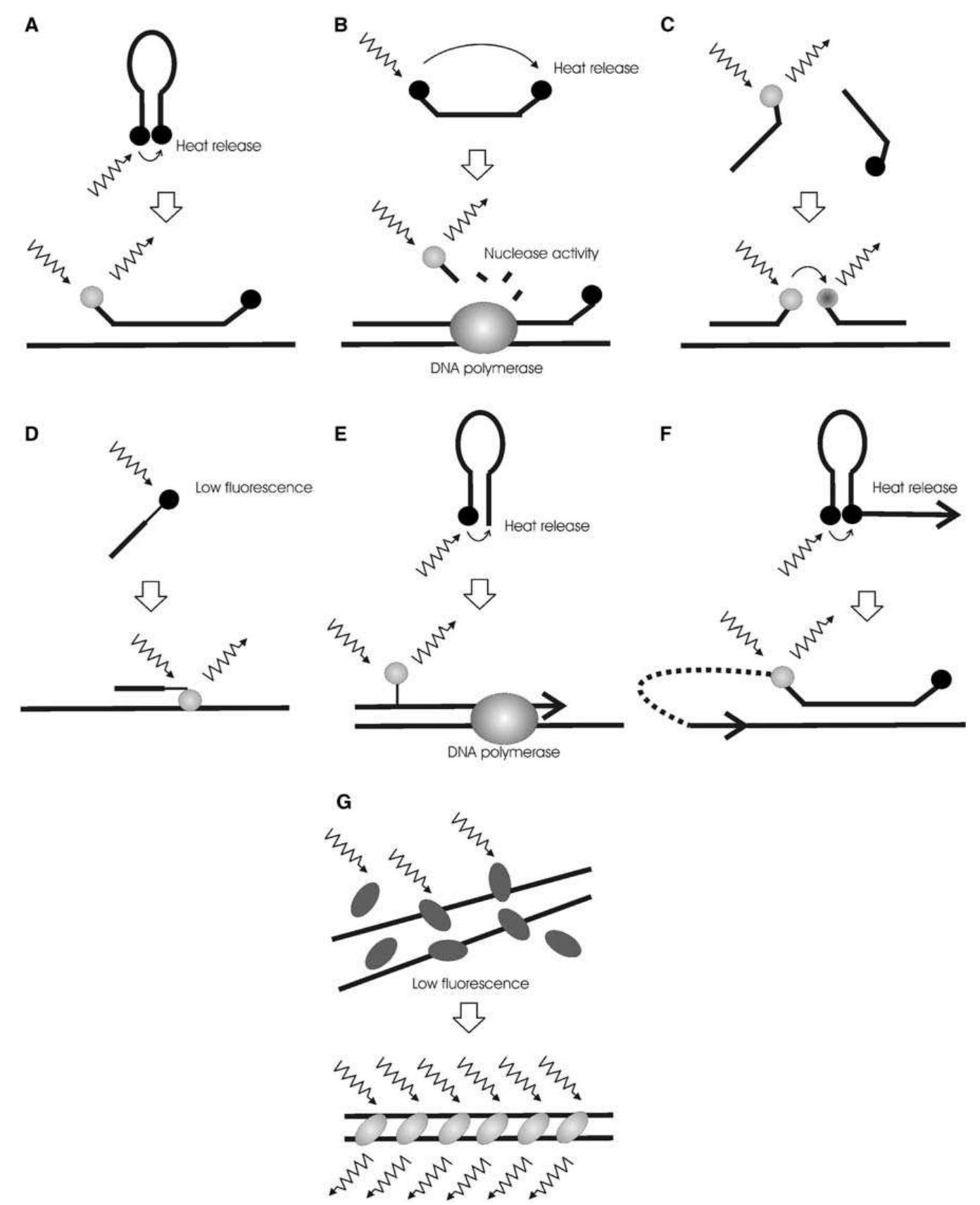 Mechanisms of reporters used in real-time pcr: (a) the