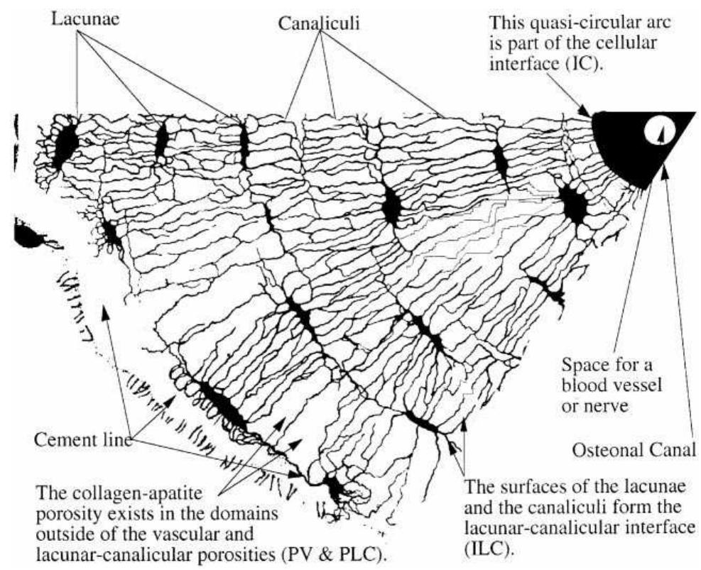 A pie-shaped section of an osteon. the osteonal canal is on