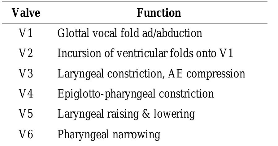 Valves of the lpvt, adapted from [8]. aryepiglottic (ae)