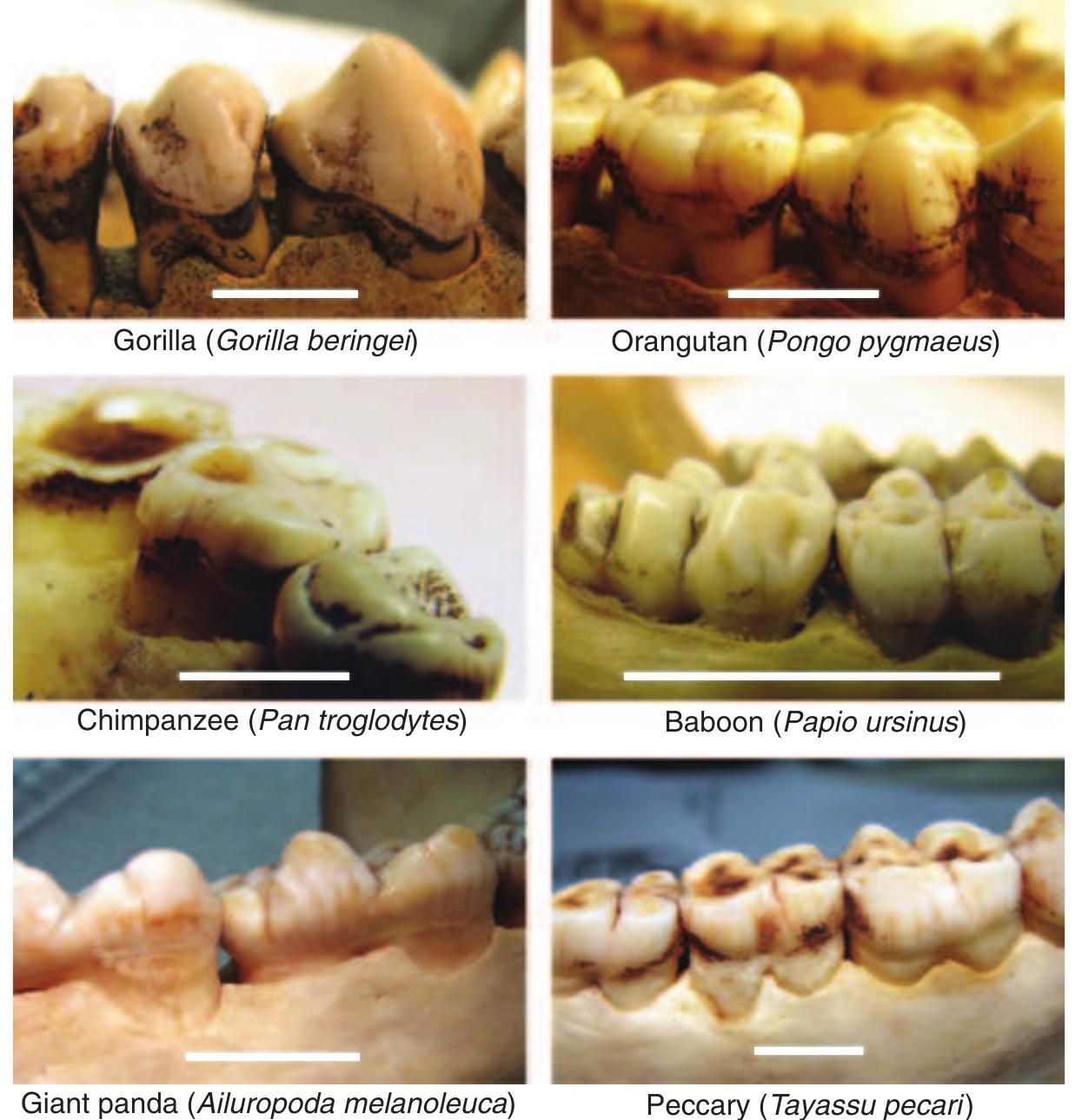 Photographs of longitudinal fractures from natural biting in