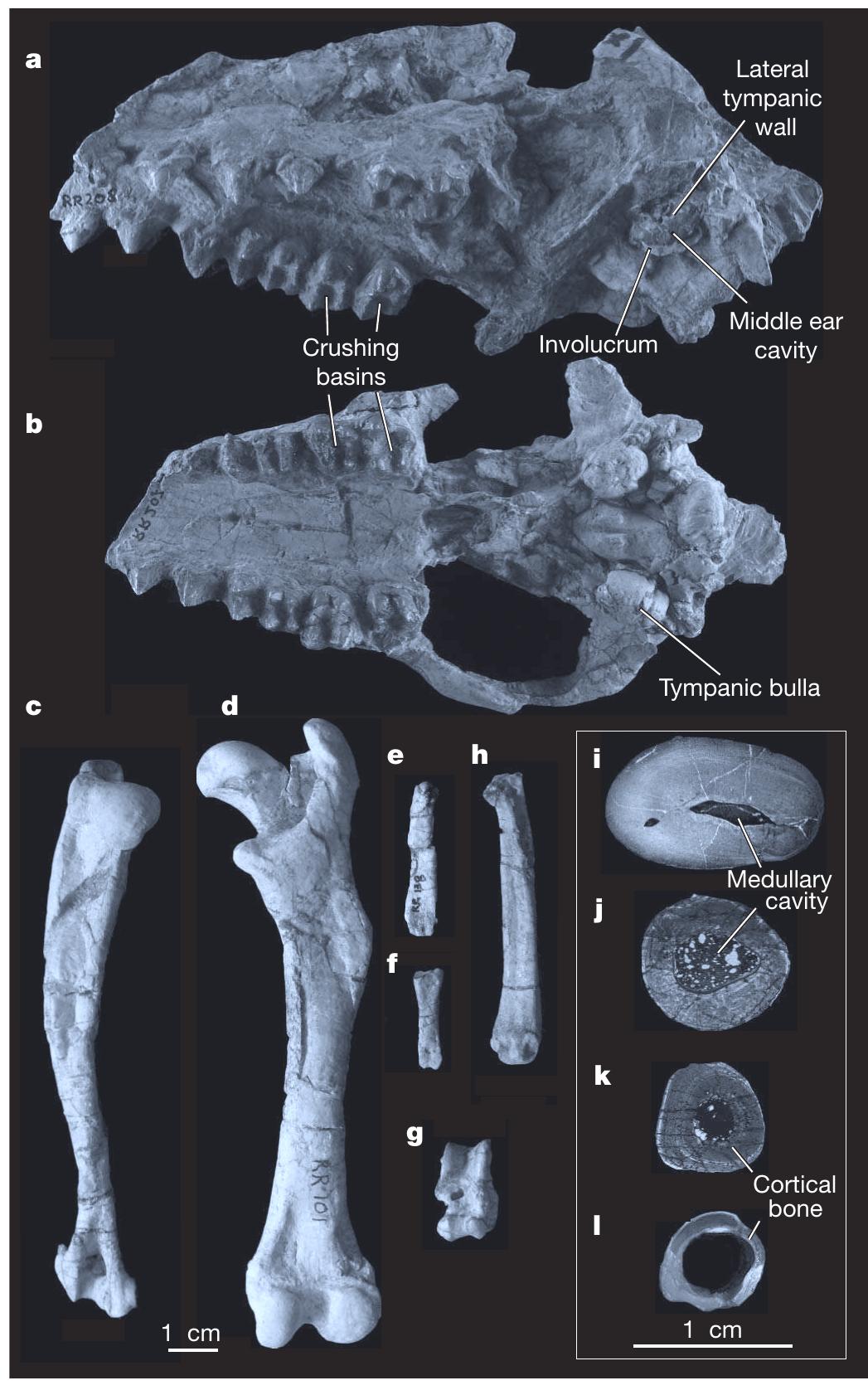| osteology of indohyus and cross-sections of long bones of