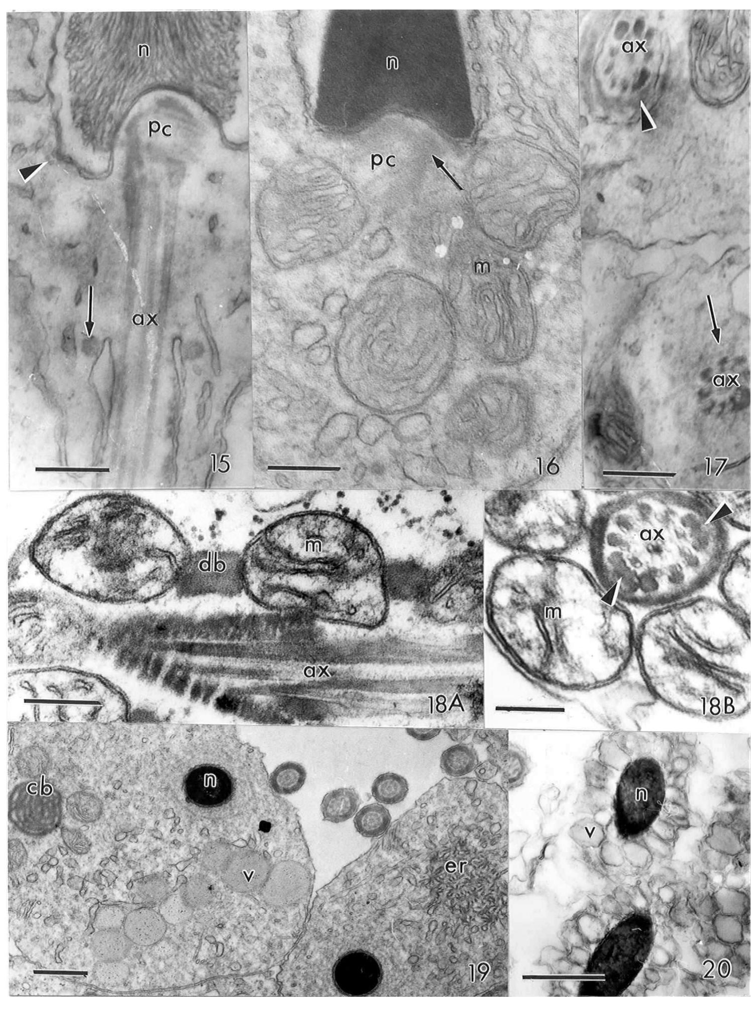Figure 4 - Spermiogenesis and testicular cycle of the lizard