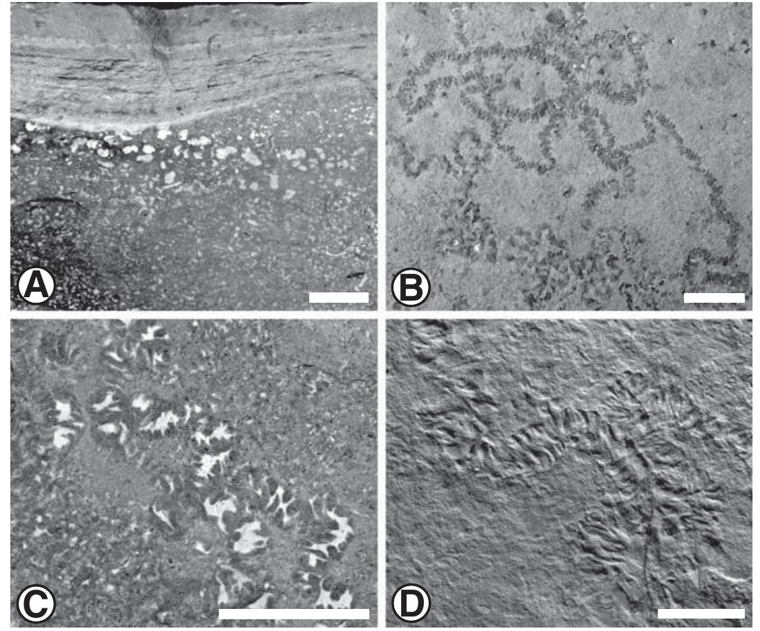 Taphonomy of the meniscate structure. a, b: vertical cross